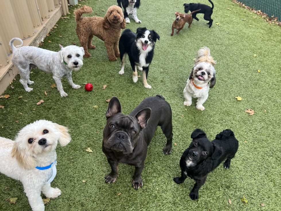 About Us | Precious Pets Boarding, Grooming, Salon & Daycare in Sioux ...